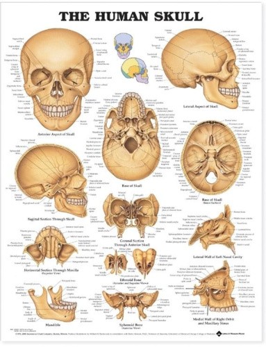 The Human Skull Anatomical Chart by Anatomical Chart Company [Blank ...