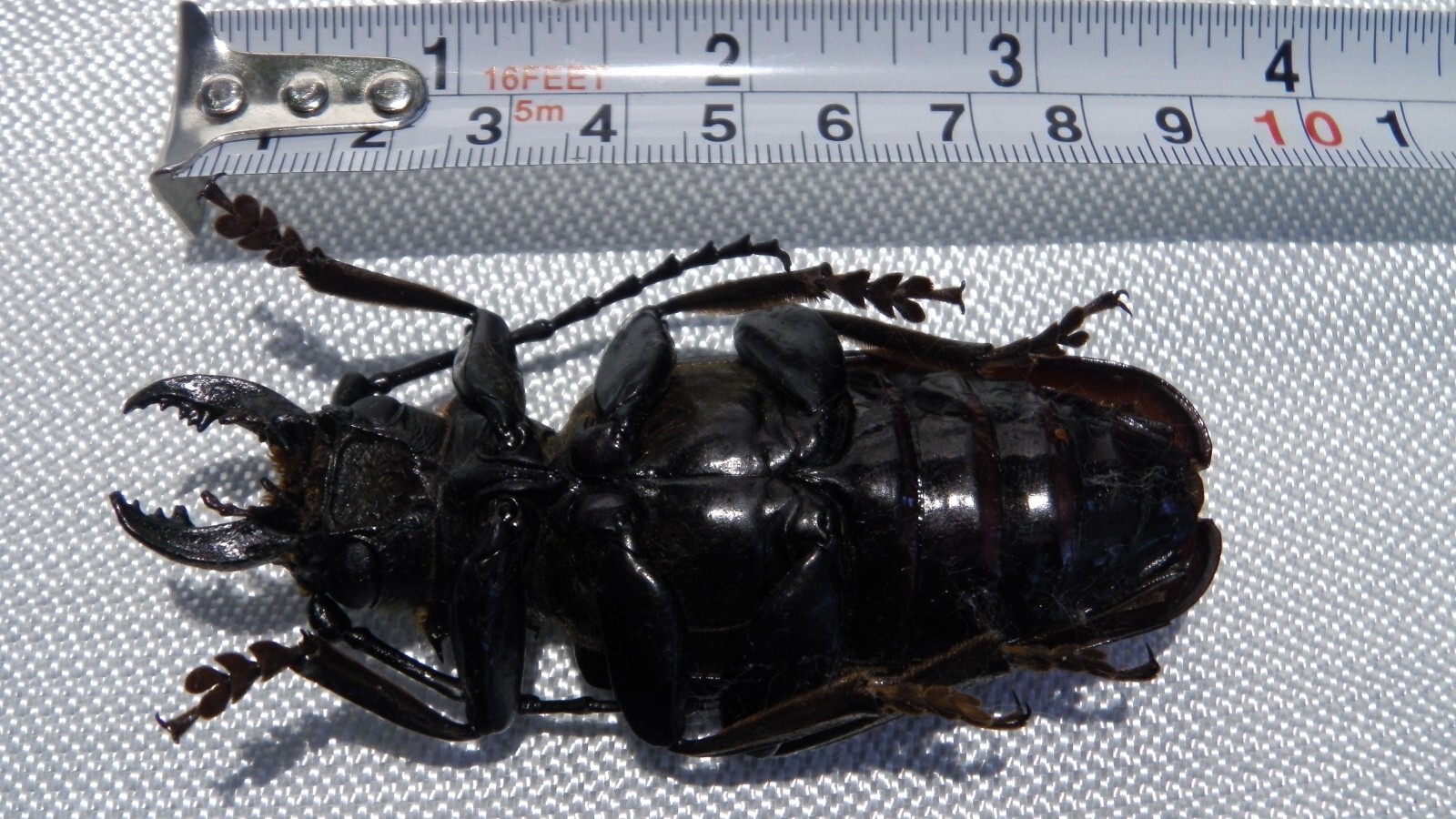 Anthracocentrus Beringei Mâle 85mm A1 Kenya Entomologie Scarabée #0 | eBay