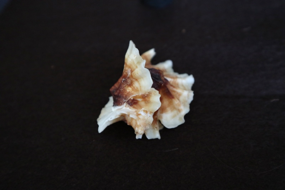 Beautiful Leafy Hornmouth Sea Shell, Ceratostoma foliatum San Miguel ...