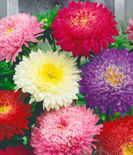 Aster seeds Princess mix 0.25 g (Астра Принцесса Микс) | eBay