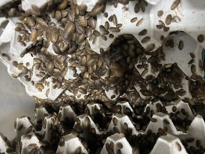 the ultimate revenge kit | eBay