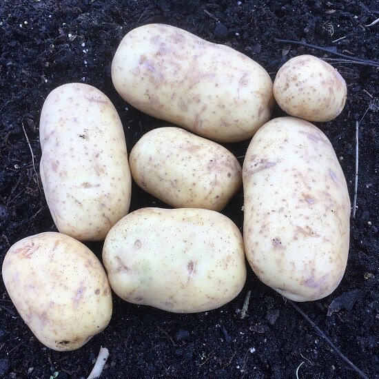 Certified Seed Potatoes -Scottish Basic Seed Potatoes X12 Tubers for ...