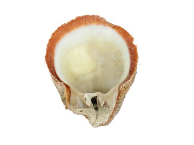 Red Orange Spiny Oyster Shell – Second Quality (1086-12-G3340) P11 | eBay