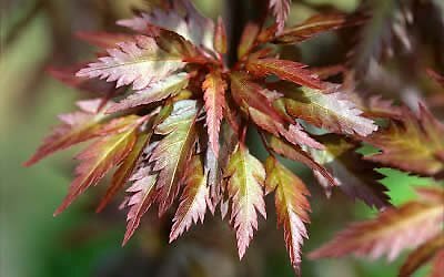 Feather Leaf Japanese Maple 3 - Year Live Plant | eBay