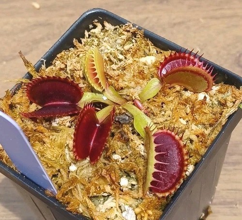 Venus Flytrap PURPLE FLAME Young Division Carnivorous Plant | eBay