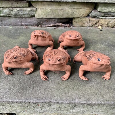 Taxidermy Real Frog Toad Stuffed | eBay