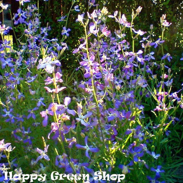 NIGHT SCENTED STOCKS 5 000 SEEDS Matthiola bicornis - Incredible Sweet ...