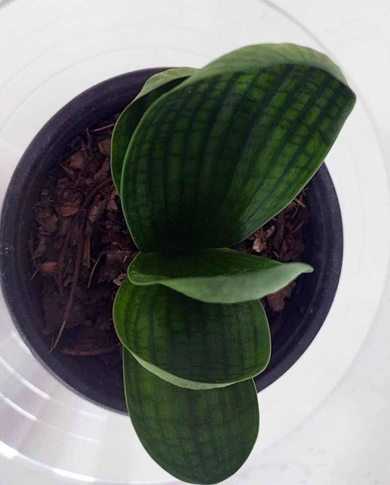 Blood Clivia miniata rare clivia with pot | eBay
