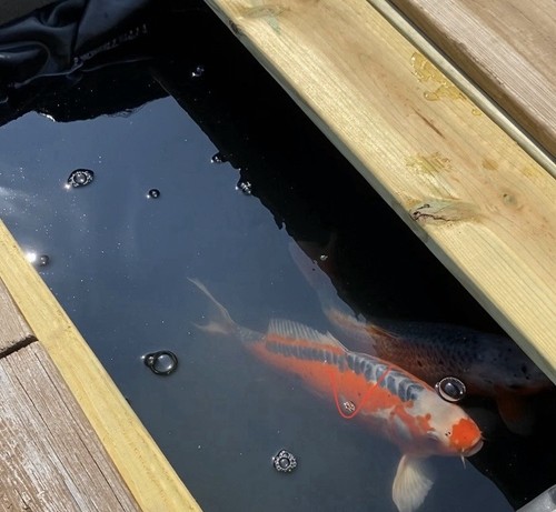 20 Inch Koi Shusui | eBay