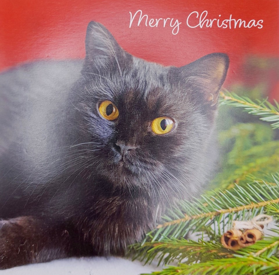 Cats Protection Christmas Cards Black Cat 2024 pack of 10 with ...
