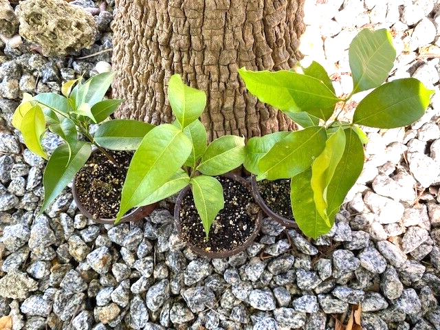 RARE EMPEROR LYCHEE SEEDLINGS VERY HEALTHY 6 TO 8 INCHES TALL.(LITCHI ...