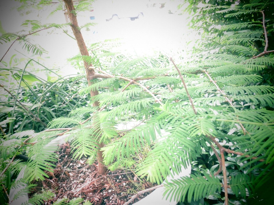 BABY Dawn Redwood Tree - Metasequoia -Starter Plant Great new crop ...