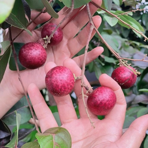 Red Ruby Longan Seedss 35+ (Dimocarpus longan) | eBay