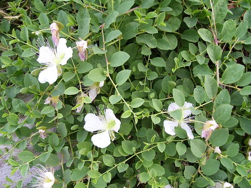 20 CAPER BUSH Edible Capers Flinders Rose Flower Capparis Spinosa Shrub ...