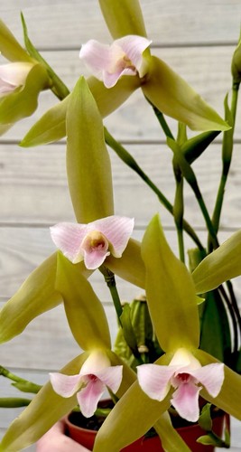 Lycaste Species Select blühend 2 Orchidee Orchideen Vanda | eBay.de