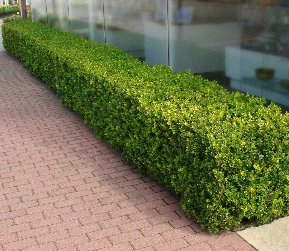 Tall Boxwood Hedge