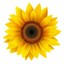 YELLOW SUNFLOWER DECAL 3M USA MADE STICKER CAR TRUCK WINDOW BUMPER WALL ...