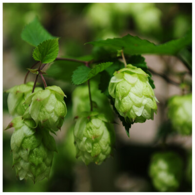 Humulus Lupulus / Common Hop in 2L Pot, Make Your Own Beer! | eBay