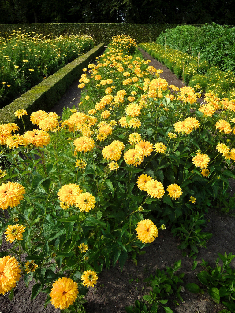 50 SUMMER SUN SUNDROPS Yellow Heliopsis Scabra False Sunflower Flower ...