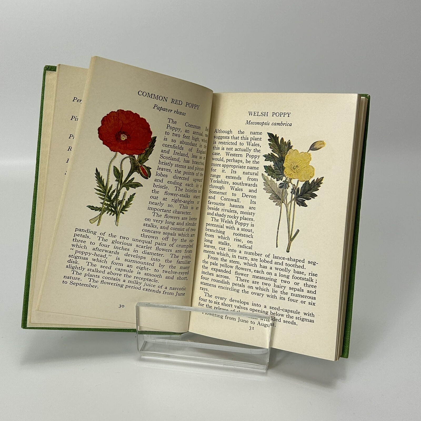 Observers Book Of British Wild Flowers 1937 1st Edition in Excellent ...