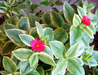 Variegated Baby Sun Rose - Heart Leaf Succulent - Ice Plant -Aptenia ...