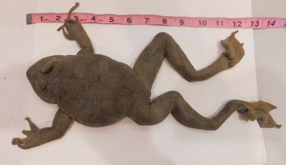 Magnolia Movie Frogs