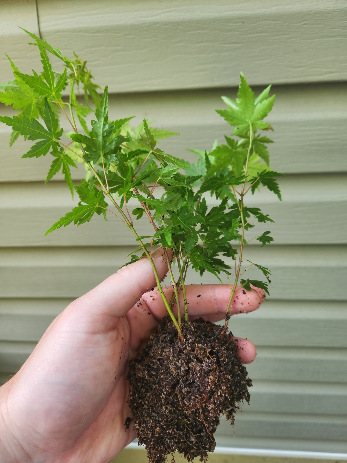 5 Japanese Green Maple Seedlings, Wire & Pots, For Mame, Shohin Bonsai ...