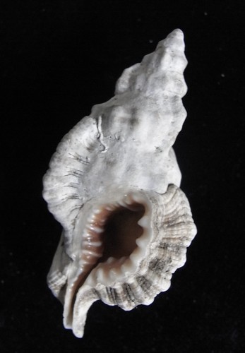 seashell Cymatium nicobaricum 62mm F+++ | eBay