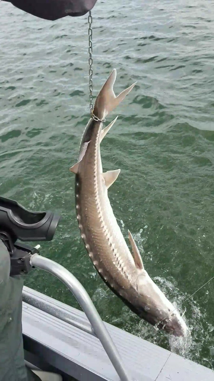 Fish Tailer - Used to secure a large fish caught on rod and reel by the ...