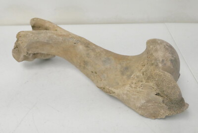Extinct Prehistoric Pleistocene Panthera Spelaea Cave Lion Humerus Bone ...