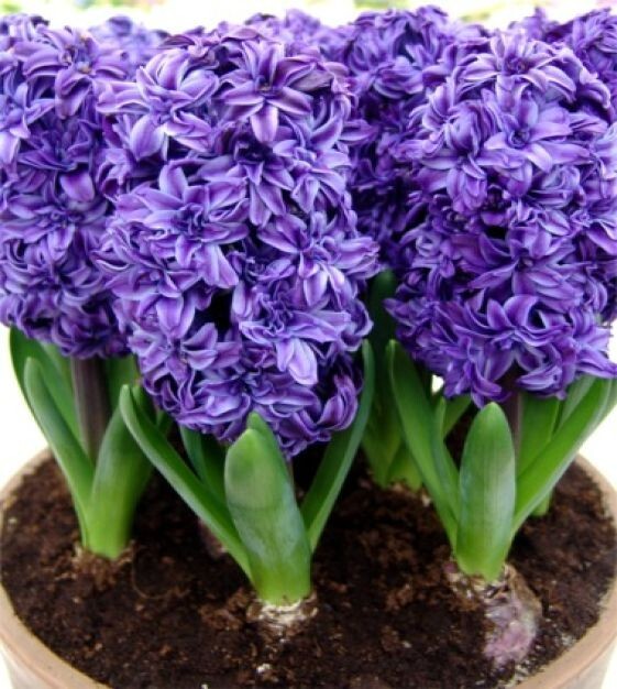 DOUBLE HYACINTH~ROYAL NAVY~FLOWER BULBS PLANT NOW FOR SPRING BLOOM~VERY ...