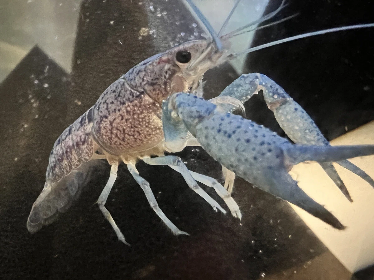 Blue Crayfish
