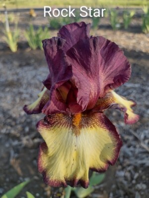 Tall Bearded Iris - Rhizome - "Rock Star" | eBay