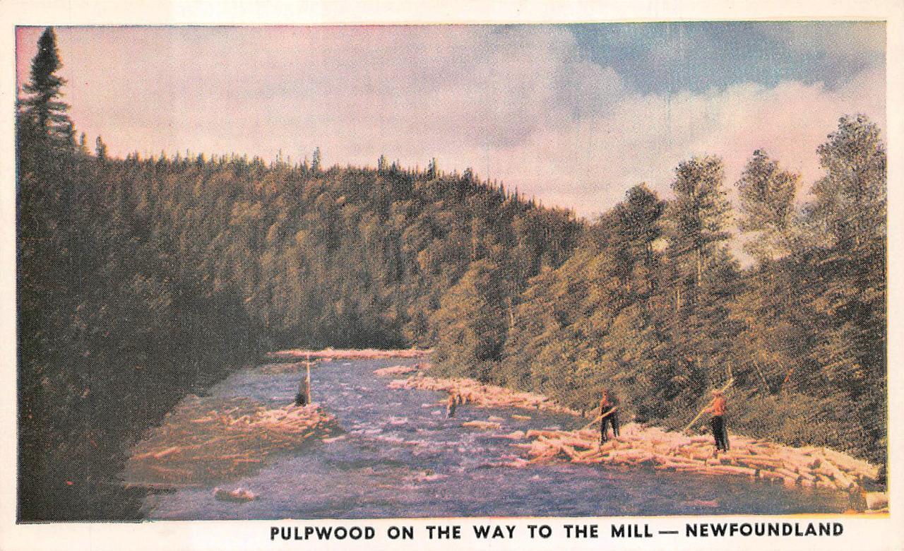 PULPWOOD TO MILL NEWFOUNDLAND CANADA LUMBER LOGGING POSTCARD (c. 1940s ...