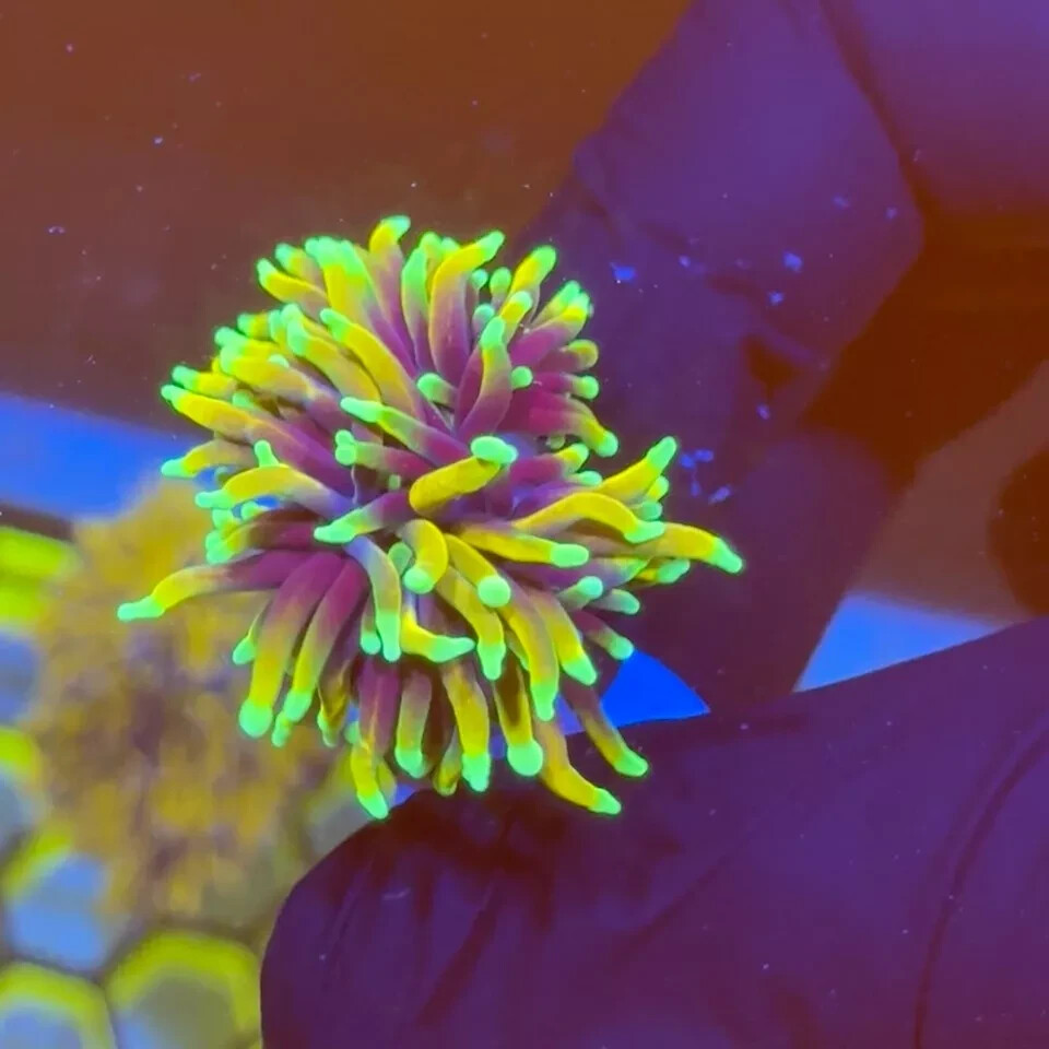 Ultra Gold Hellfire Torch Coral | eBay