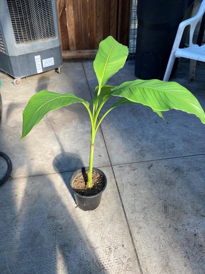 Musa - Basjoo Banana Tree - 1 Gallon Size - Cold Hardy Variety to 10 °F ...