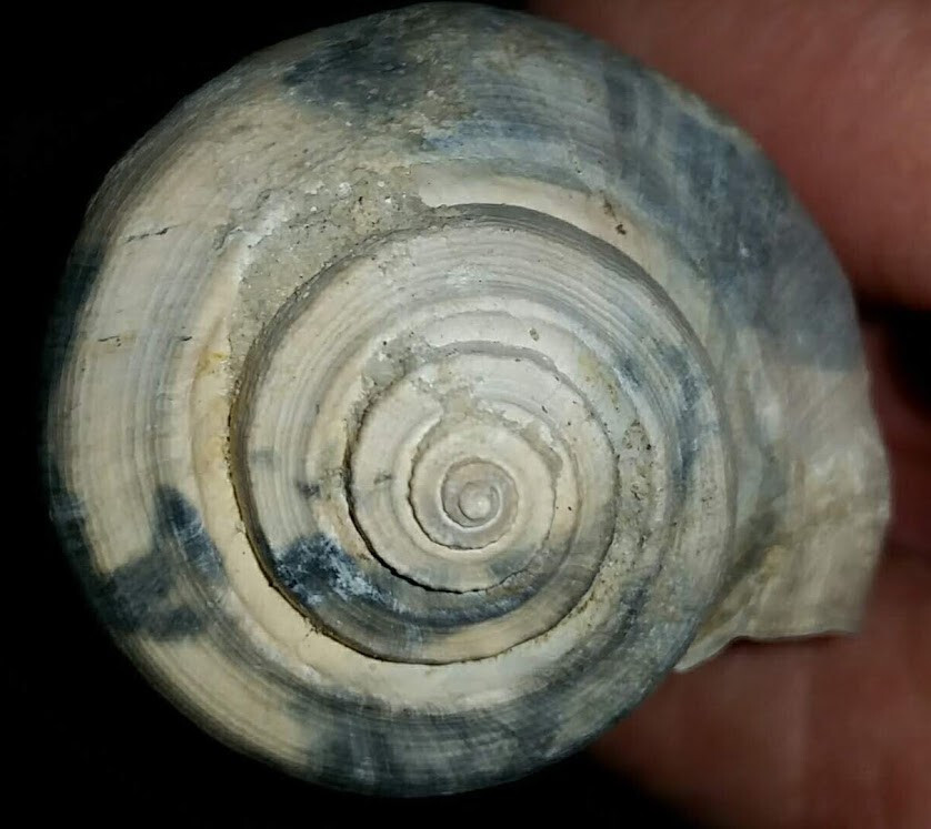 Whelk Fossil / Fossilized sea shells gastropod collectors collections ...