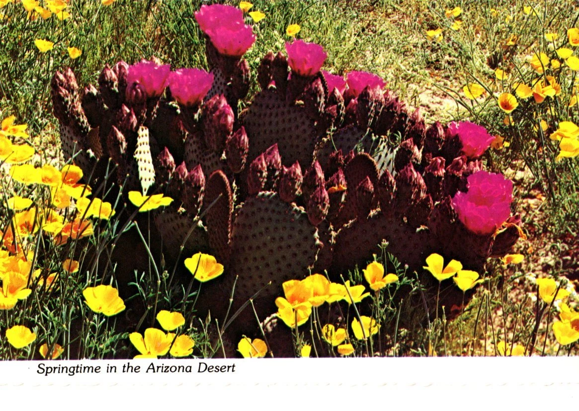 Arizona Desert Springtime