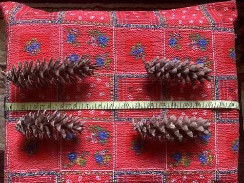 40+ Pine Cones 4” - 8” Great For Crafting Or Decorating 12”x9”x9” 1 3/4 ...