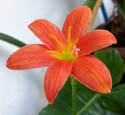 1 Bulb Rain Lily🐲Zephyranthes 'Lavalon'🐲Rainflower Fairy Lily🐲 ...