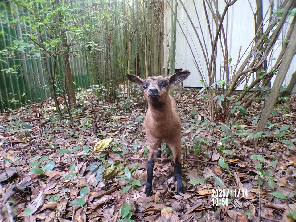 agneau lamb Lamm chevreau bébé naturalisé taxidermie curiosité n° 14 | eBay