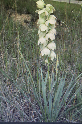 10 Seeds Yucca Glauca Angustifolia, Palm Lily, Winter Hardy #681 | eBay UK