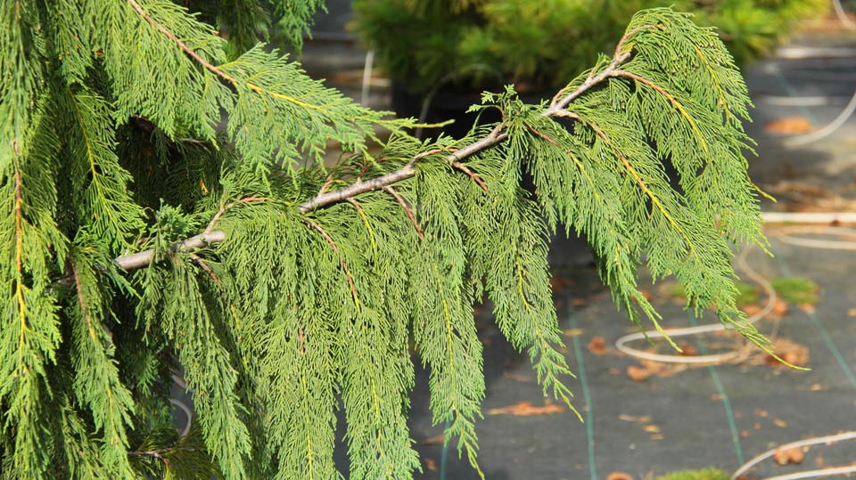Cupressus nootkatensis 'Glauca Pendula' - Alaskan Cedar *Live Plant | eBay