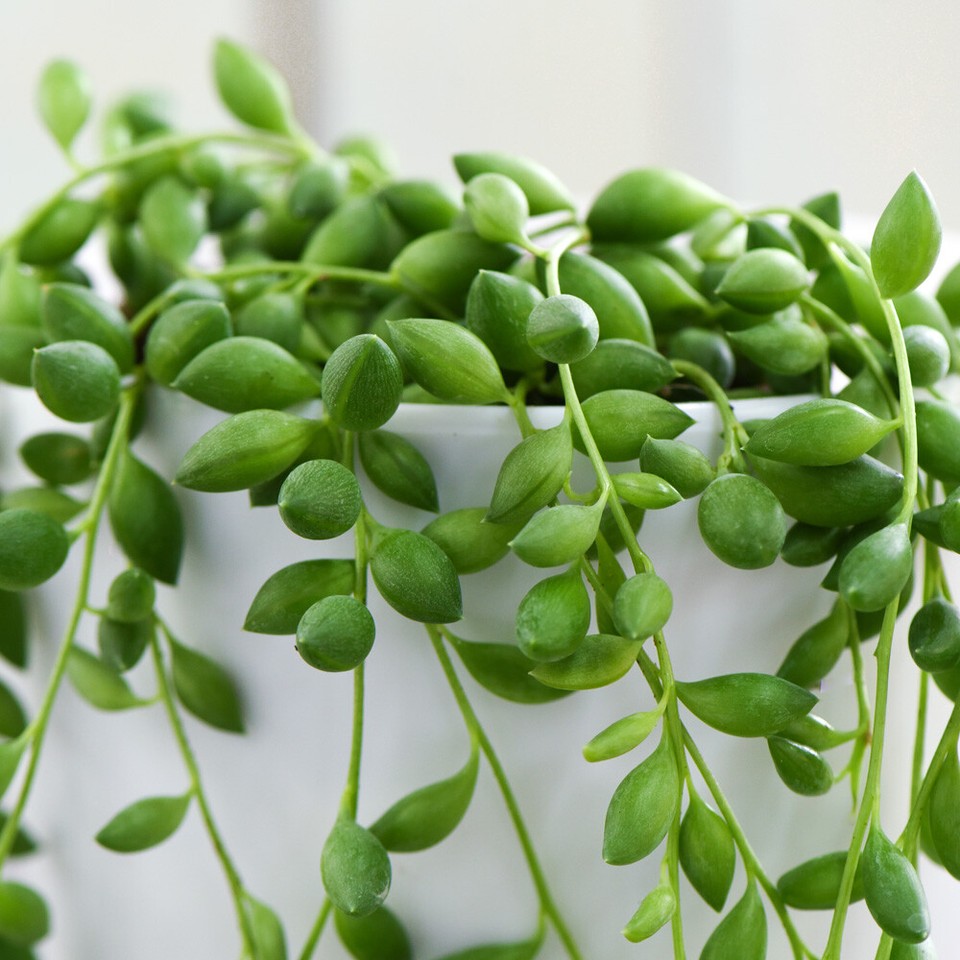 T&M String of Teardrops Senecio Houseplants Trailing Tender Perennial ...