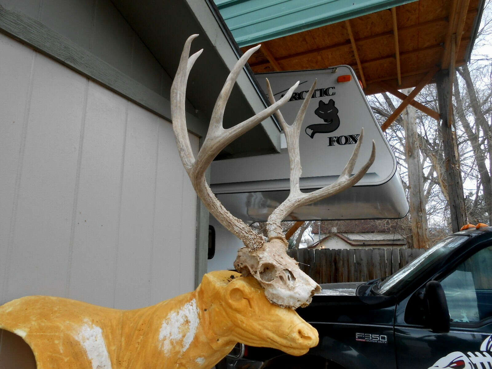 21 0/8 4x4 TALL MULE DEER RACK SKULL whitetail elk shed antlers ...