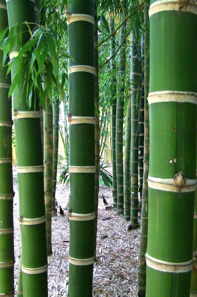 10 GIANT NEOTROPICAL BAMBOO SEEEDS - Guadua Angustifolia -(Gua Duo Zhu ...