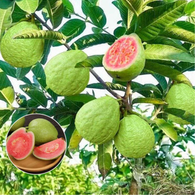 50 Seeds Pink Guava Seeds Psidium guajava Seed Organic Fruit Tropical ...