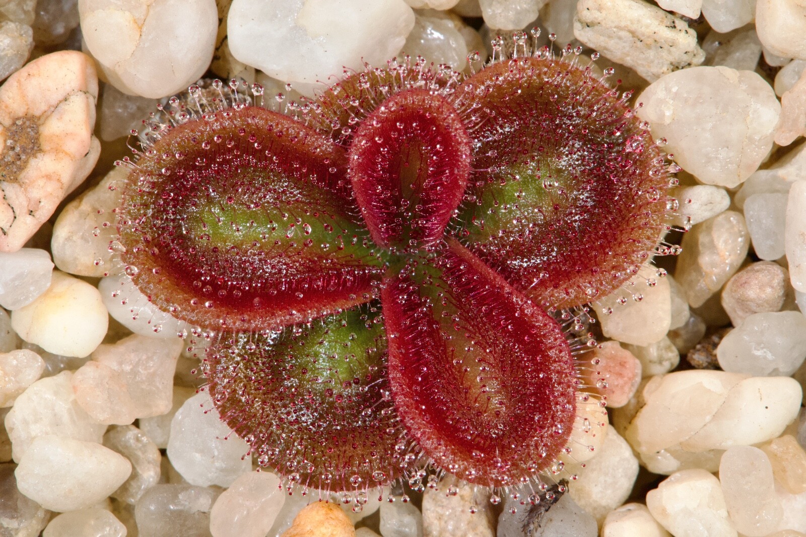 Drosera squamosa tuber (Laterite Form) carnivorous plant, rare, sundew ...