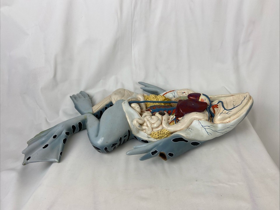 Vtg Large 3D Frog Dissection Anatomical Biology Animal Model Bobbit Lab ...