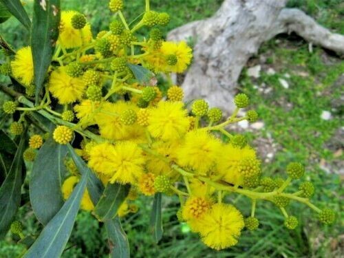 10 X NATIVE MANNA-GUM WATTLE SEEDS-ACACIA-FLOWERS-GARDEN FEATURE-BUSH ...